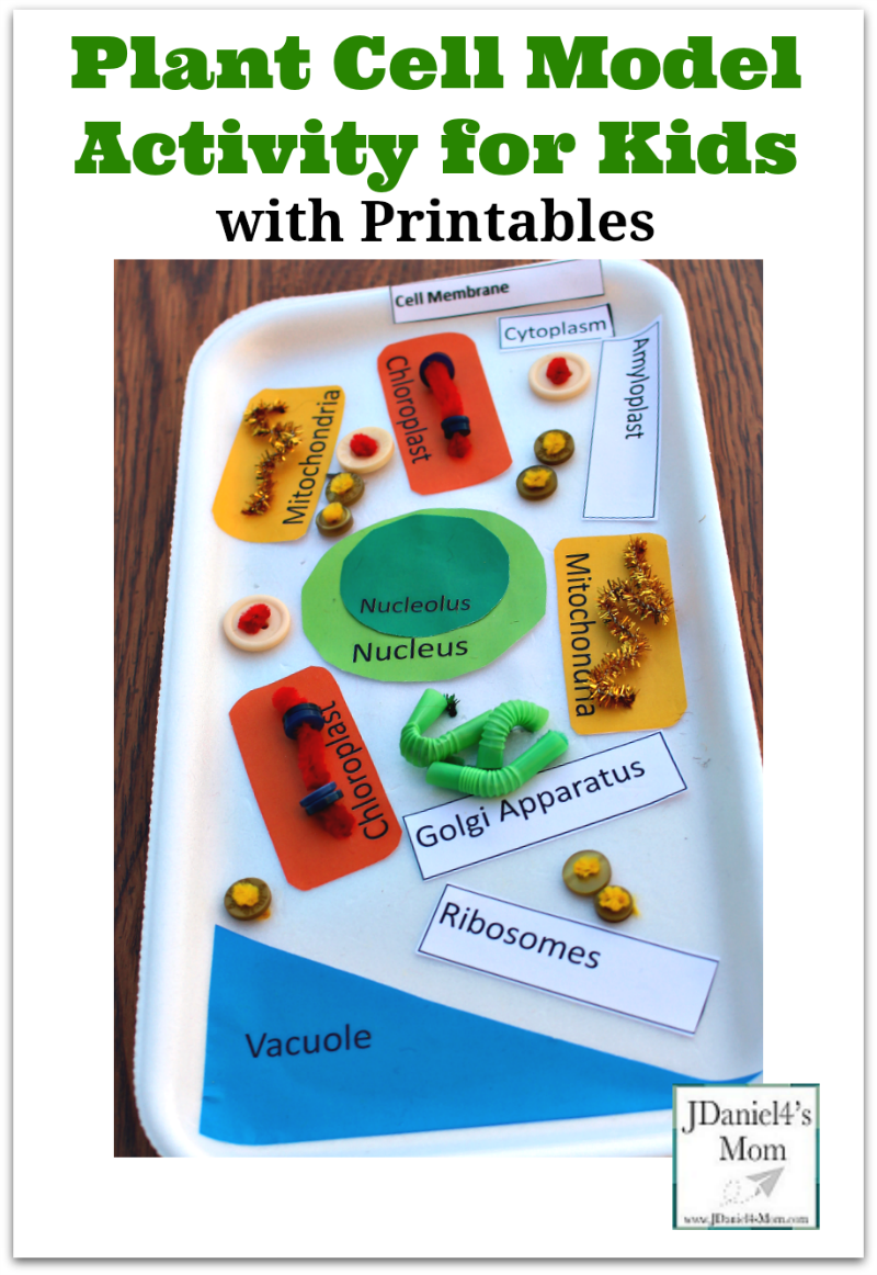 Plant Cell Model Activity For Kids With Printables To Use Plant Cell Model Activity For Kids With Printables To Use