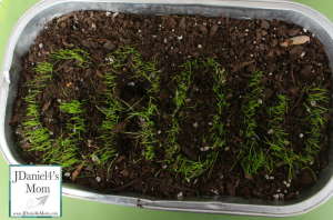 Kid's Science - Planting and Growing Grass Words